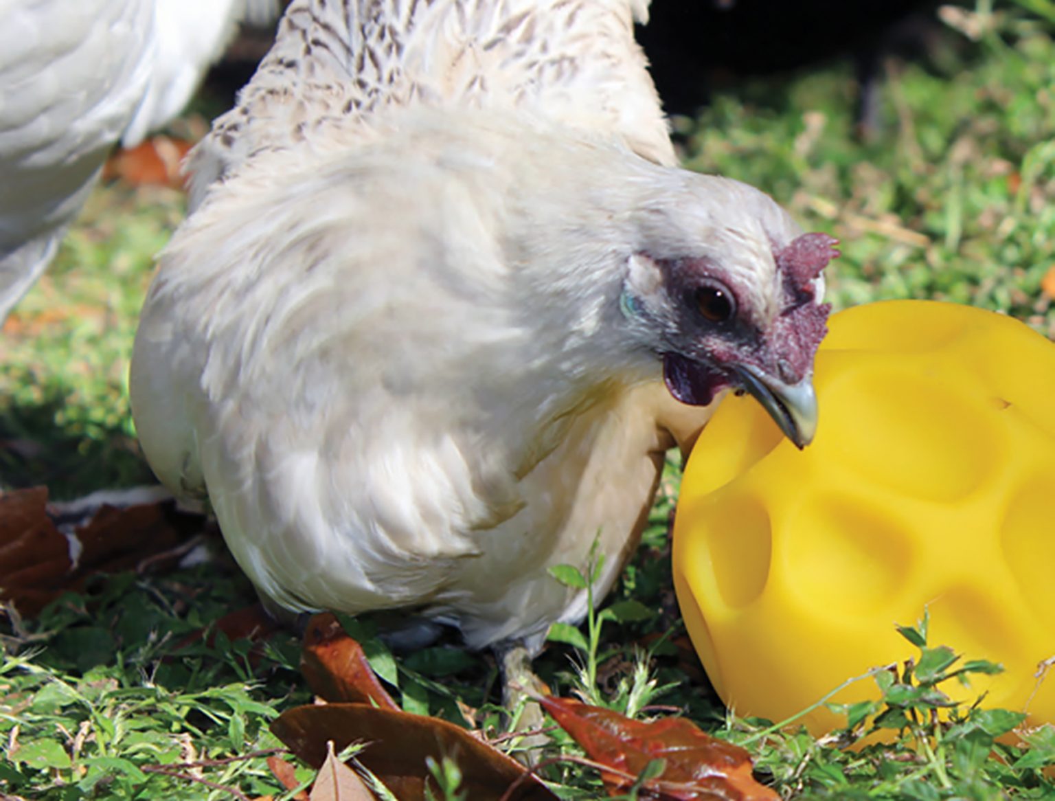 Chicken Enrichment: Toys for Chickens - Backyard Poultry